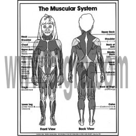 muscular system coloring worksheet