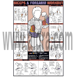 biceps workout chart hd