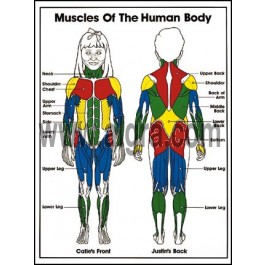 Muscles Of The Body For Kids