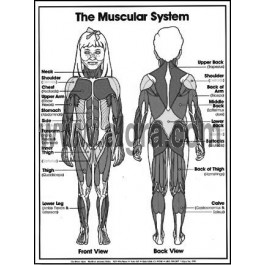 Muscle Coloring Pages For Kids