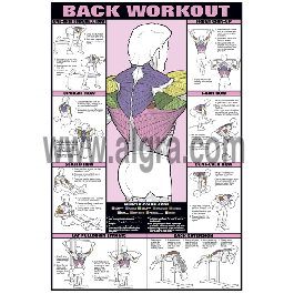 Back Workout Chart