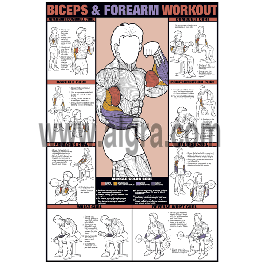 Bicep Workout Diagram